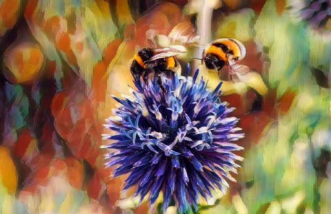 Bumblebee Yoga Class Theme For Yoga Teachers